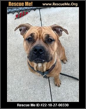 - Illinois Boxer Rescue - ADOPTIONS - Rescue Me!