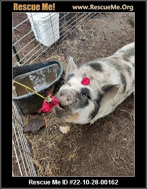 - Oregon Farm Animal Rescue - ADOPTIONS - Rescue Me!