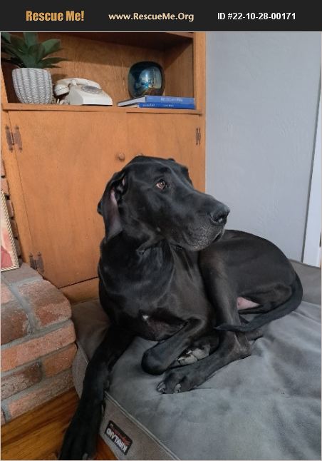 ADOPT 22102800171 ~ Great Dane Rescue ~ Carson City, NV