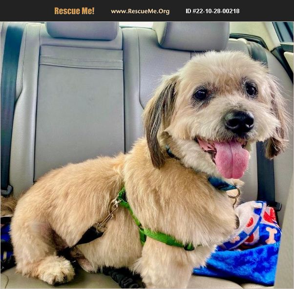 ADOPT 22102800218 ~ Havanese Rescue ~ Los Angeles, CA