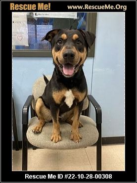- Texas Rottweiler Rescue - ADOPTIONS - Rescue Me!