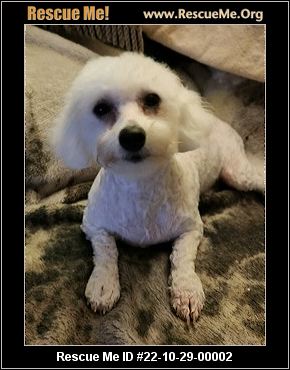 - Colorado Bichon Frise Rescue - ADOPTIONS - Rescue Me!