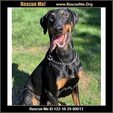 - California Doberman Pinscher Rescue - ADOPTIONS - Rescue Me!