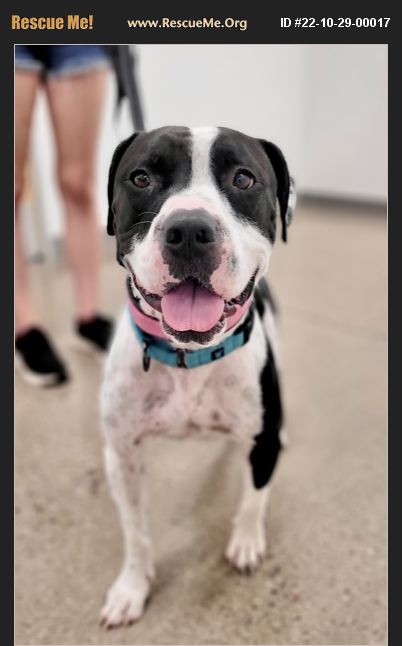 ADOPT 22102900017 ~ Pit Bull Rescue ~ Scottsdale, AZ