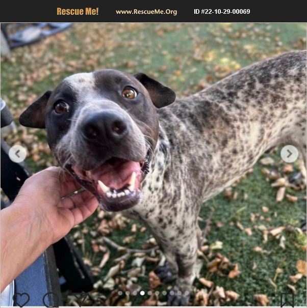 ADOPT 22102900069 ~ German Shorthaired Pointer Rescue ~ Acton , CA