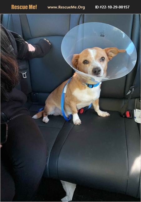 ADOPT 22102900157 ~ Corgi Rescue ~ Beaverton, OR