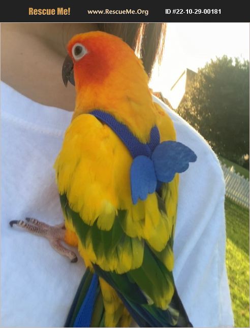 ADOPT 22102900181 ~ Pet Bird Rescue ~ auburn, AL