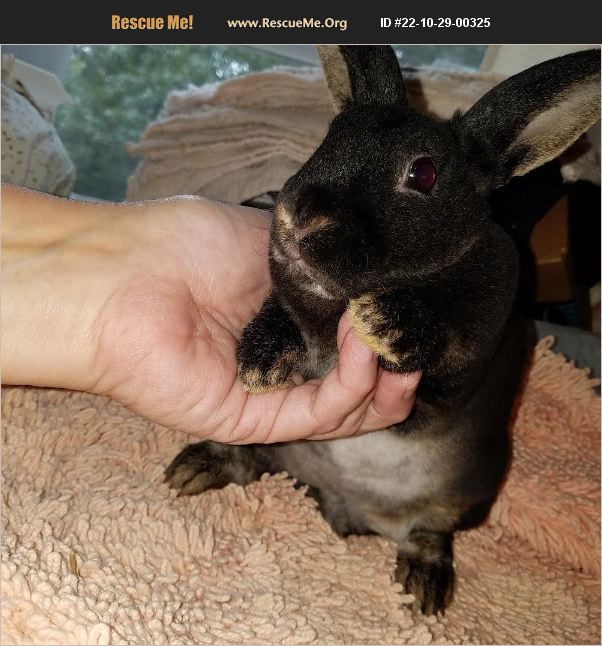 ADOPT 22102900325 ~ Rabbit Rescue ~ Manassas, VA