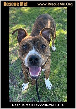 - Arizona Pit Bull Rescue - ADOPTIONS - Rescue Me!