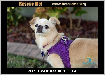 - Florida Pekingese Rescue - ADOPTIONS - Rescue Me!
