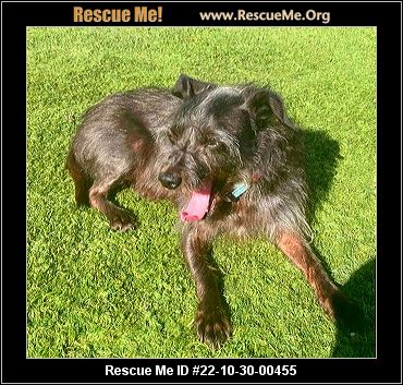 - California Affenpinscher Rescue - ADOPTIONS - Rescue Me!