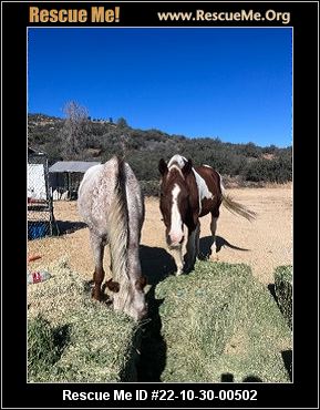 - California Horse Rescue - ADOPTIONS - Rescue Me!