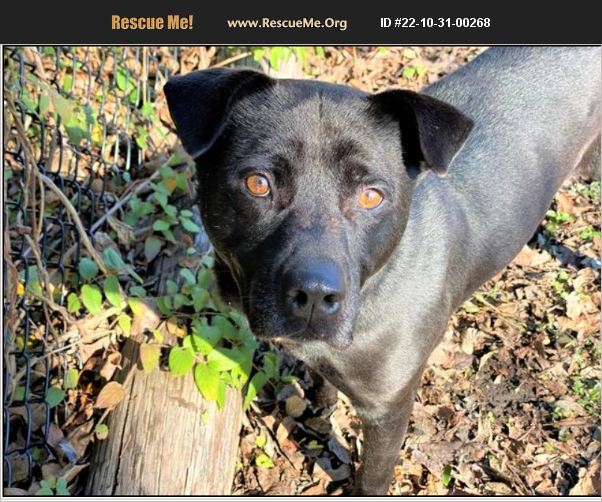 ADOPT 22103100268 ~ Lab Rescue ~ Waco, TX