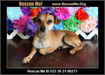 - Texas Corgi Rescue - ADOPTIONS - Rescue Me!