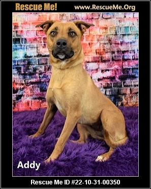 - Arizona Staffordshire Bull Terrier Rescue - ADOPTIONS - Rescue Me!