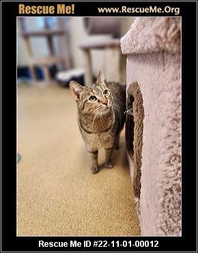 - New Jersey Cat Rescue - ADOPTIONS - Rescue Me!