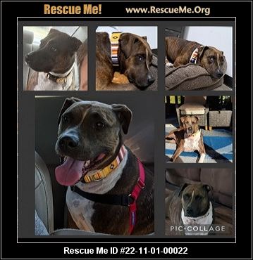 - South Carolina Dog Rescue - ADOPTIONS - Rescue Me!