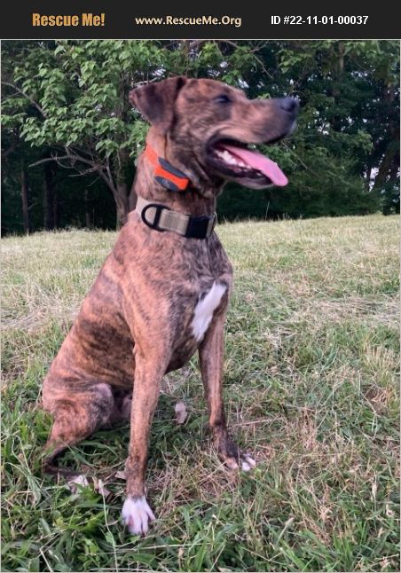 ADOPT 22110100037 ~ Mountain Cur Rescue ~ Monroe, NC