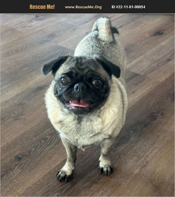 ADOPT 22110100054 ~ Pug Rescue ~ Onondaga County, NY