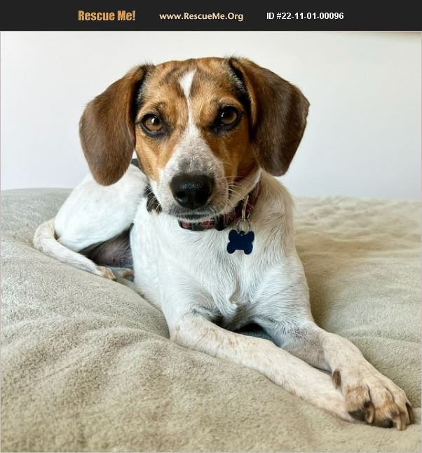 ADOPT 22110100096 ~ Beagle Rescue ~ Lisbon, IA