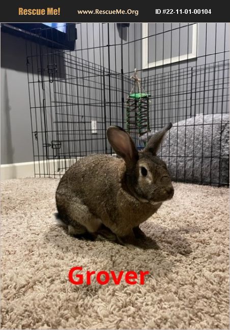 ADOPT 22110100104 ~ Rabbit Rescue ~ Springfield, VA