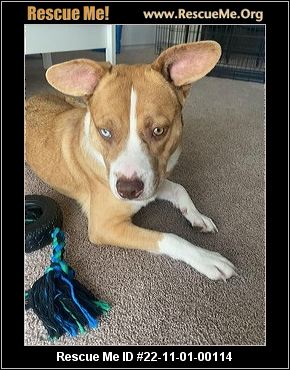 - Michigan Corgi Rescue - ADOPTIONS - Rescue Me!