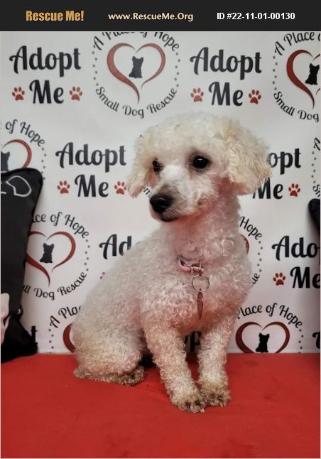 ADOPT 22110100130 ~ Poodle Rescue ~ Pensacola, FL