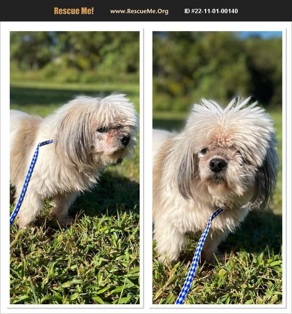 ADOPT 22110100140 ~ Lhasa Apso Rescue ~ Titusville, FL