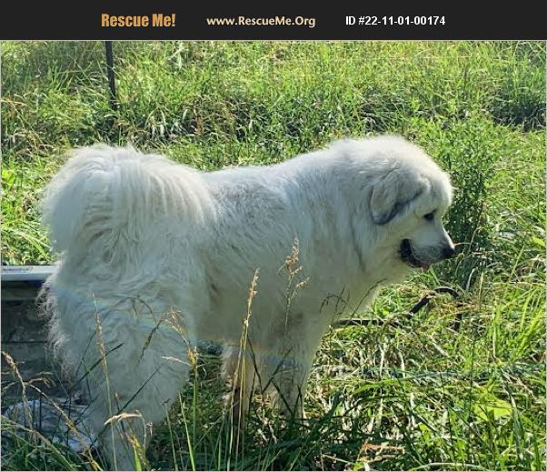 ADOPT 22110100174 ~ Great Pyrenees Rescue ~ Cincinnati, OH