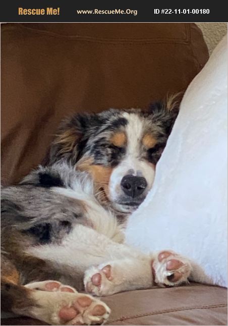 ADOPT 22110100180 ~ Australian Shepherd Rescue ~ Littleton, CO