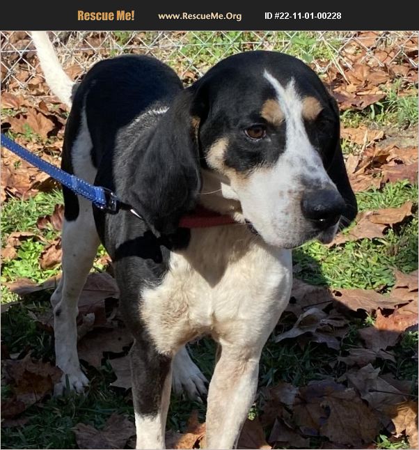 ADOPT 22110100228 ~ Treeing Walker Coonhound Rescue ~ Ohio