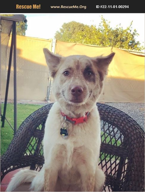 ADOPT 22110100294 ~ Australian Shepherd Rescue ~ Phoenix, AZ