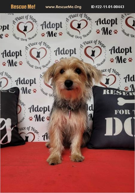 ADOPT 22110100443 ~ Yorkie Rescue ~ Pensacola, FL