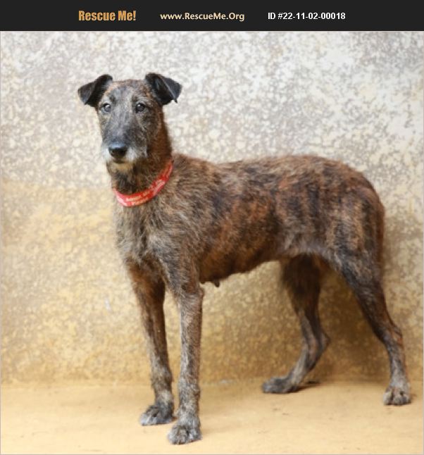 ADOPT 22110200018 ~ Airedale Rescue ~ Newport Beach, CA