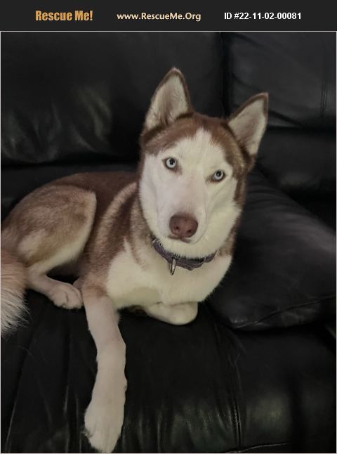 ADOPT 22110200081 ~ Siberian Husky Rescue ~ LAKE HELEN, FL