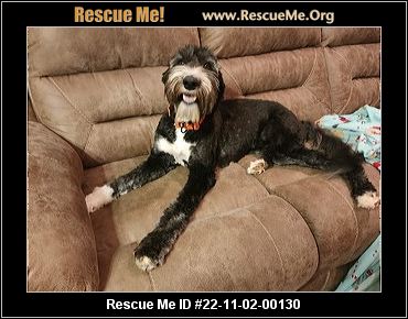 - New Mexico Dog Rescue - ADOPTIONS - Rescue Me!