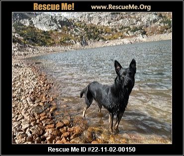 - Colorado Dog Rescue - ADOPTIONS - Rescue Me!
