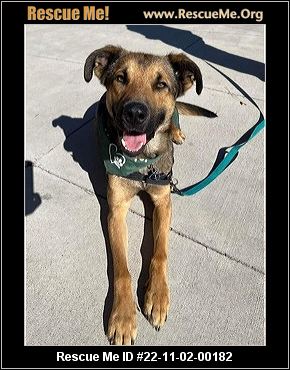 - Colorado Dog Rescue - ADOPTIONS - Rescue Me!