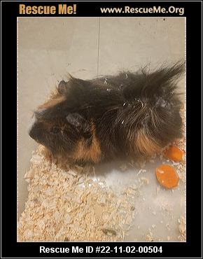 - California Small Mammal Rescue - ADOPTIONS - Rescue Me!