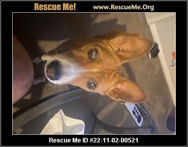 - California Basenji Rescue - ADOPTIONS - Rescue Me!