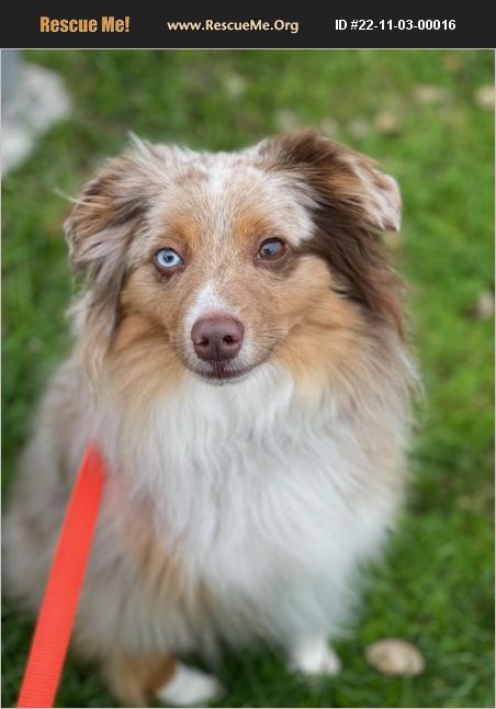 ADOPT 22110300016 ~ Australian Shepherd Rescue ~ San Francisco, CA