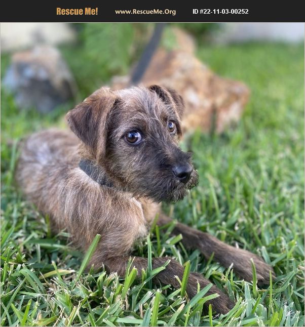 ADOPT 22110300252 ~ Border Terrier Rescue ~ Carlsbad, CA