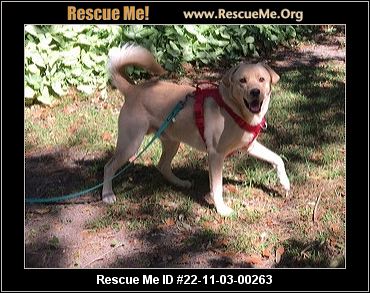 - Louisiana Lab Rescue - ADOPTIONS - Rescue Me!