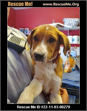 - New Mexico Dog Rescue - ADOPTIONS - Rescue Me!