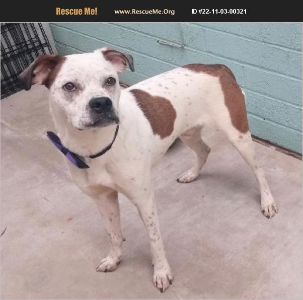 ADOPT 22110300321 ~ Boxer Rescue ~ Phoenix, AZ