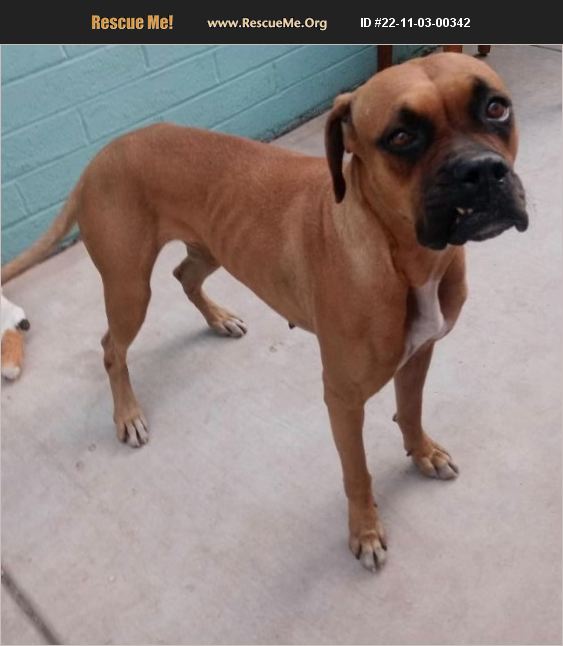 ADOPT 22110300342 ~ Boxer Rescue ~ Phoenix, AZ