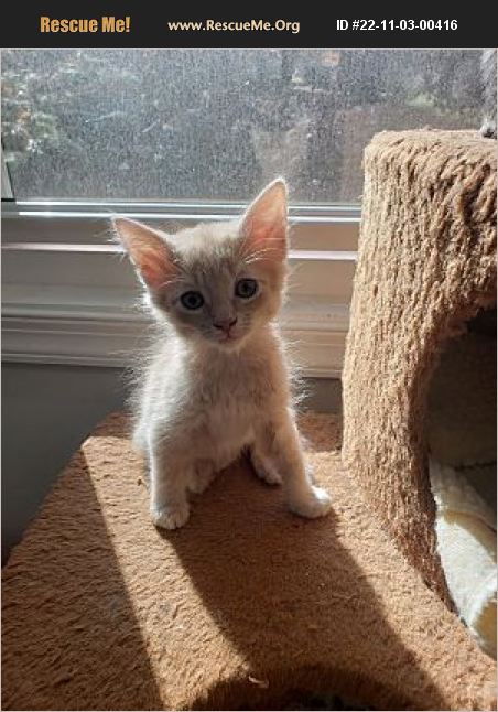 ADOPT 22110300416 ~ Domestic Cat Rescue ~ Monterey, VA