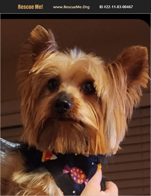 ADOPT 22110300467 ~ Silky Terrier Rescue ~ Salisbury, NC