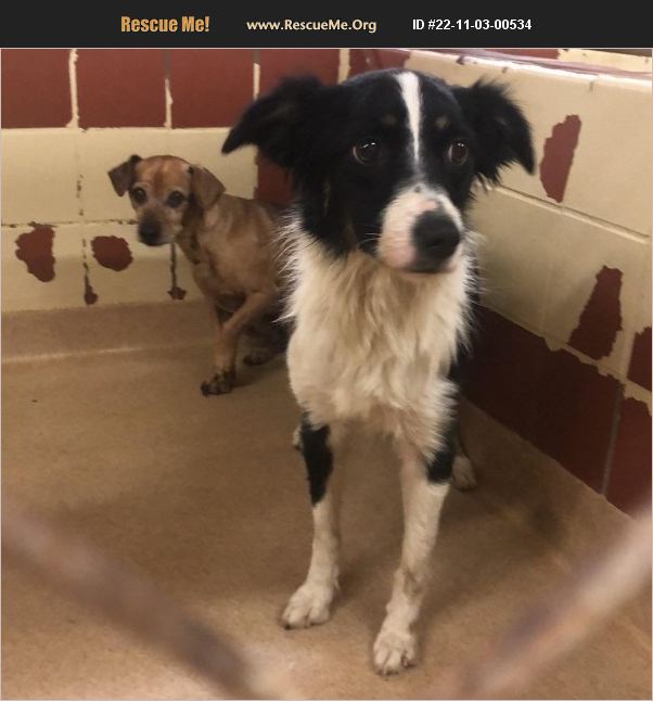 ADOPT 22110300534 ~ Australian Shepherd Rescue ~ , FL