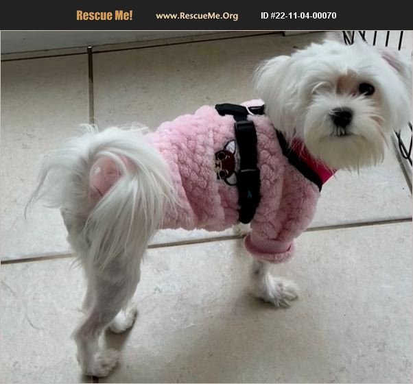ADOPT 22110400070 ~ Maltese Rescue ~ naples, FL